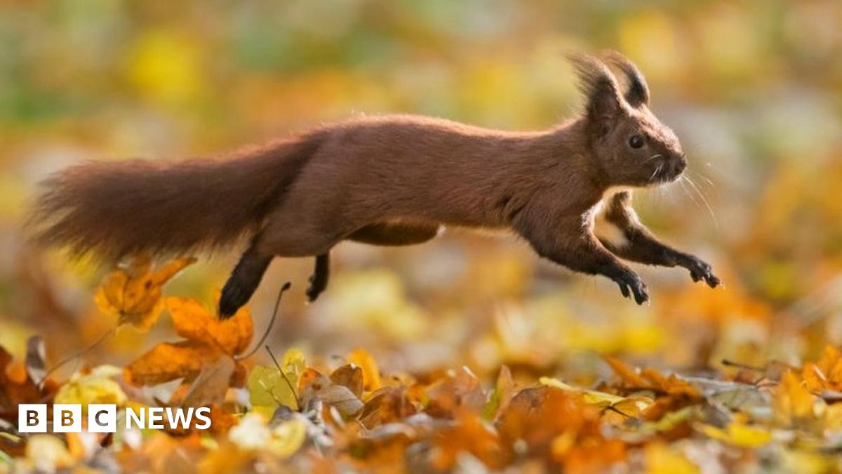 Ministry of Defence joins fight for red squirrels at Kirkcudbright ...