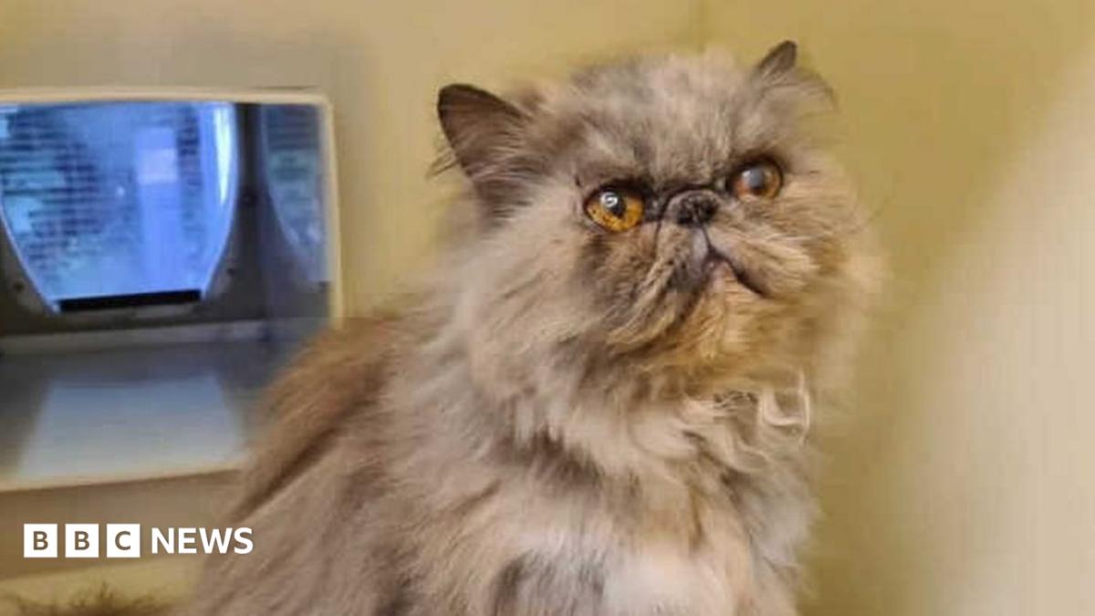 Home sought for Molly the 'flat-faced cat' - BBC News
