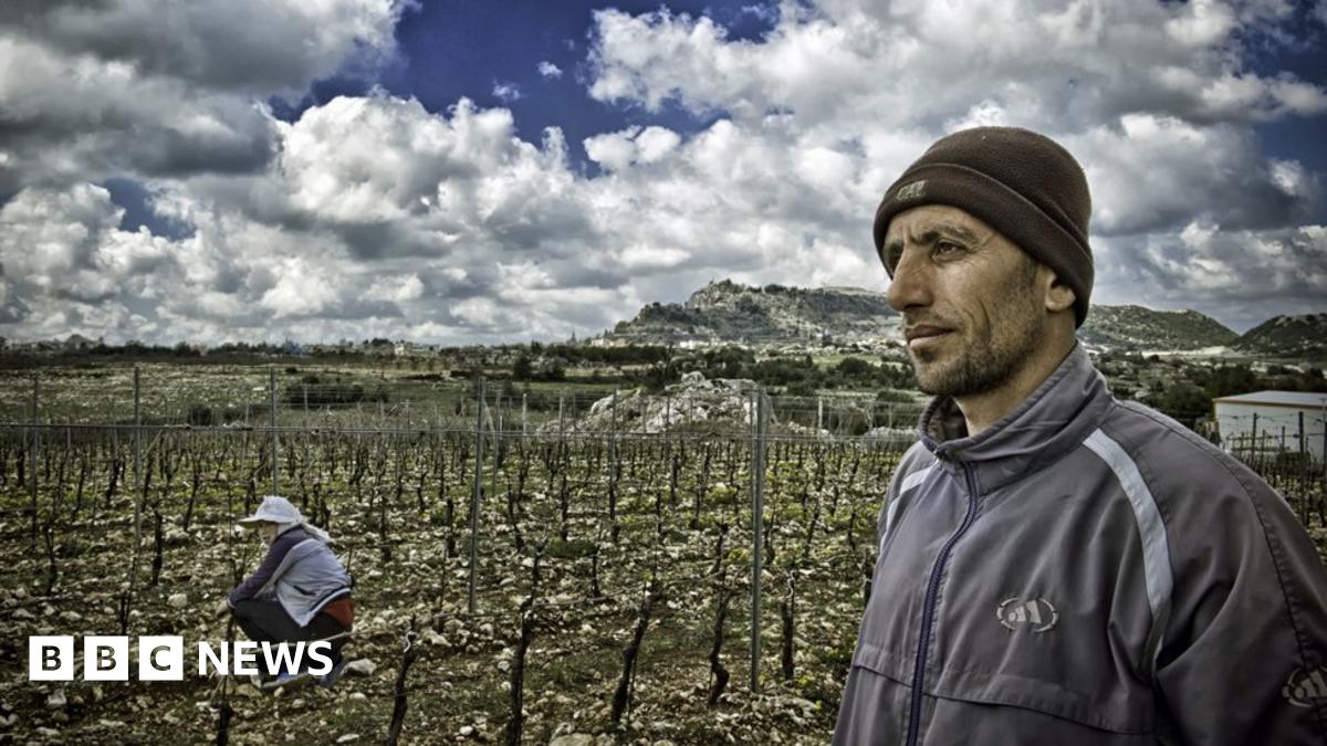 Making wine in a war zone: Syria's 'dream' vineyard - BBC News