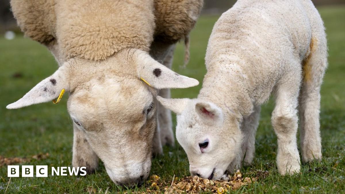 Lambs and sheep 'butchered' in attacks in Northamptonshire - BBC News