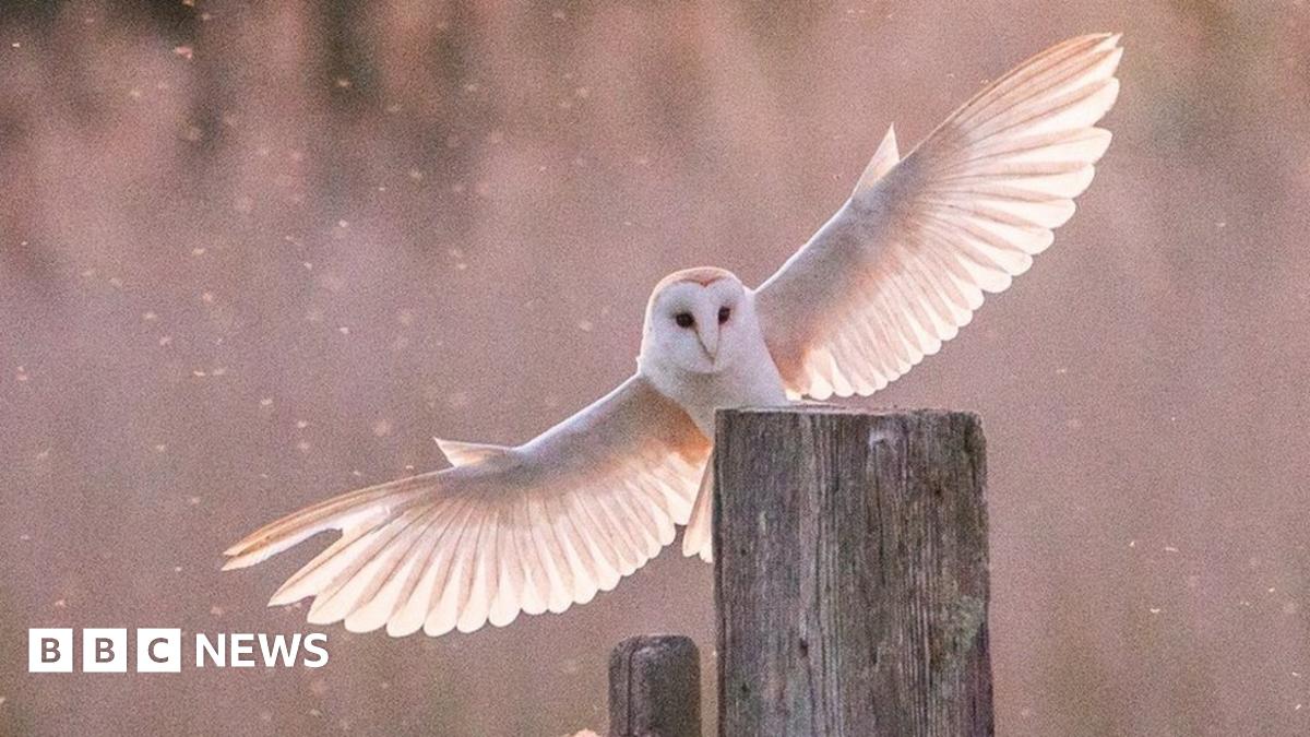 A-levels: Lockdown photography 'set me up for life' - BBC News