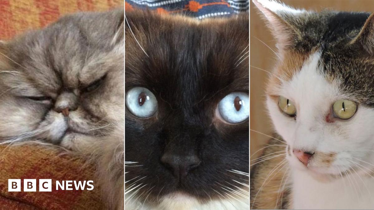 Bracknell mutilated cat death linked to London killing spree - BBC News