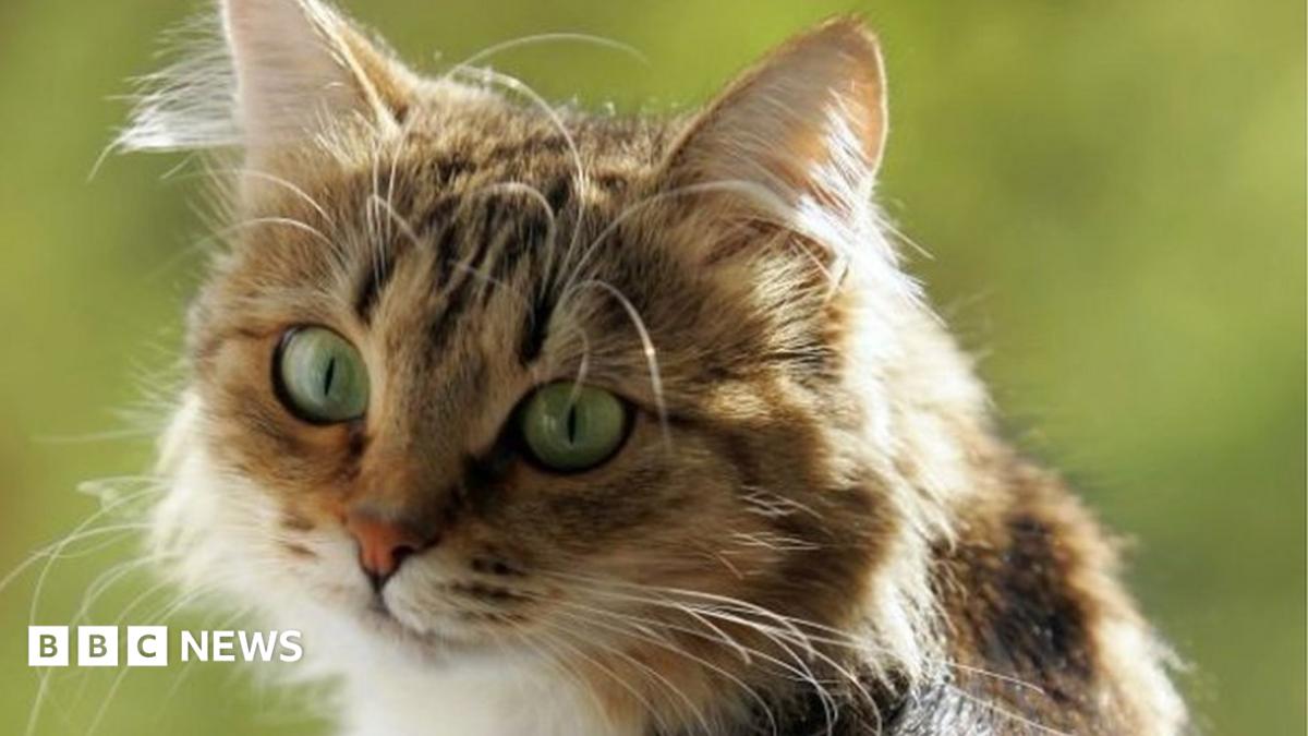 Polish journalist's cat in Russian diplomatic spat - BBC News