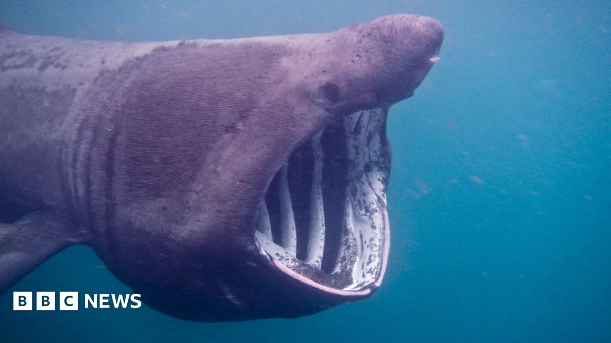 Basking sharks 'hang out' in family groups - BBC News