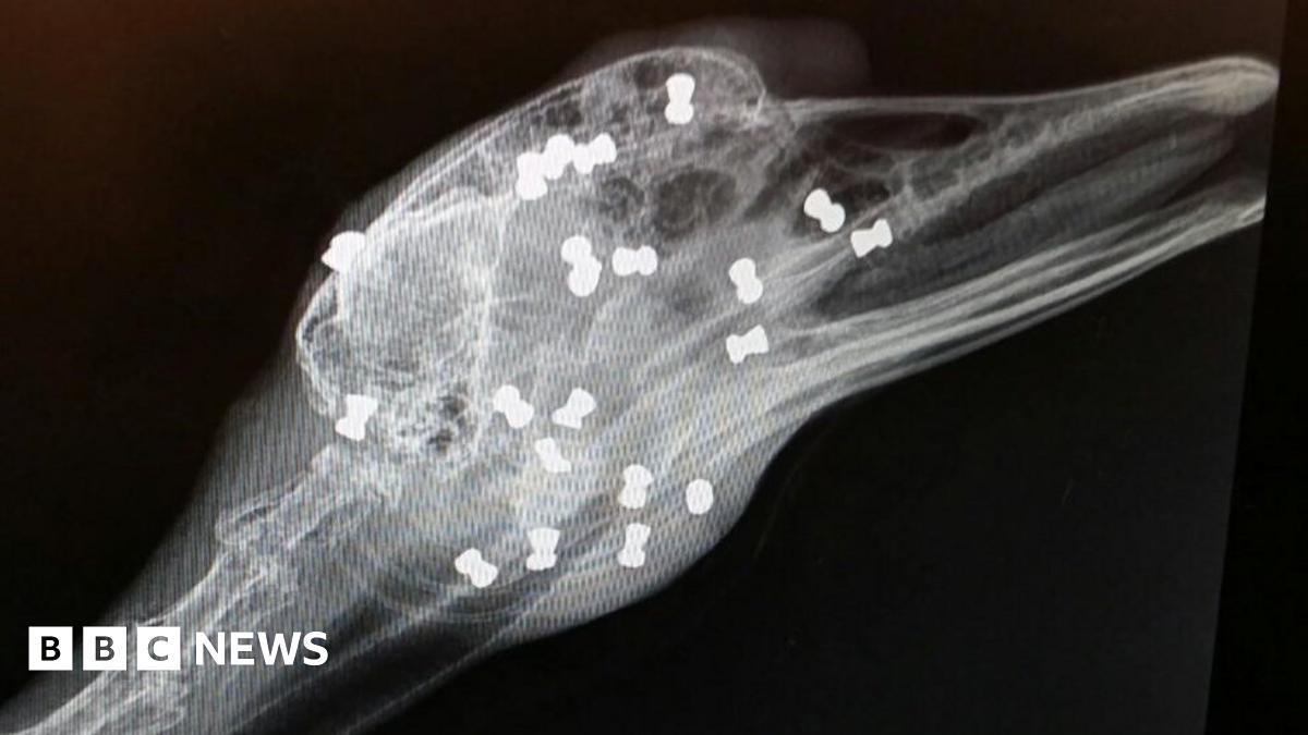 Swan shot 21 times in 'appalling' attack near Hay-on-Wye - BBC News