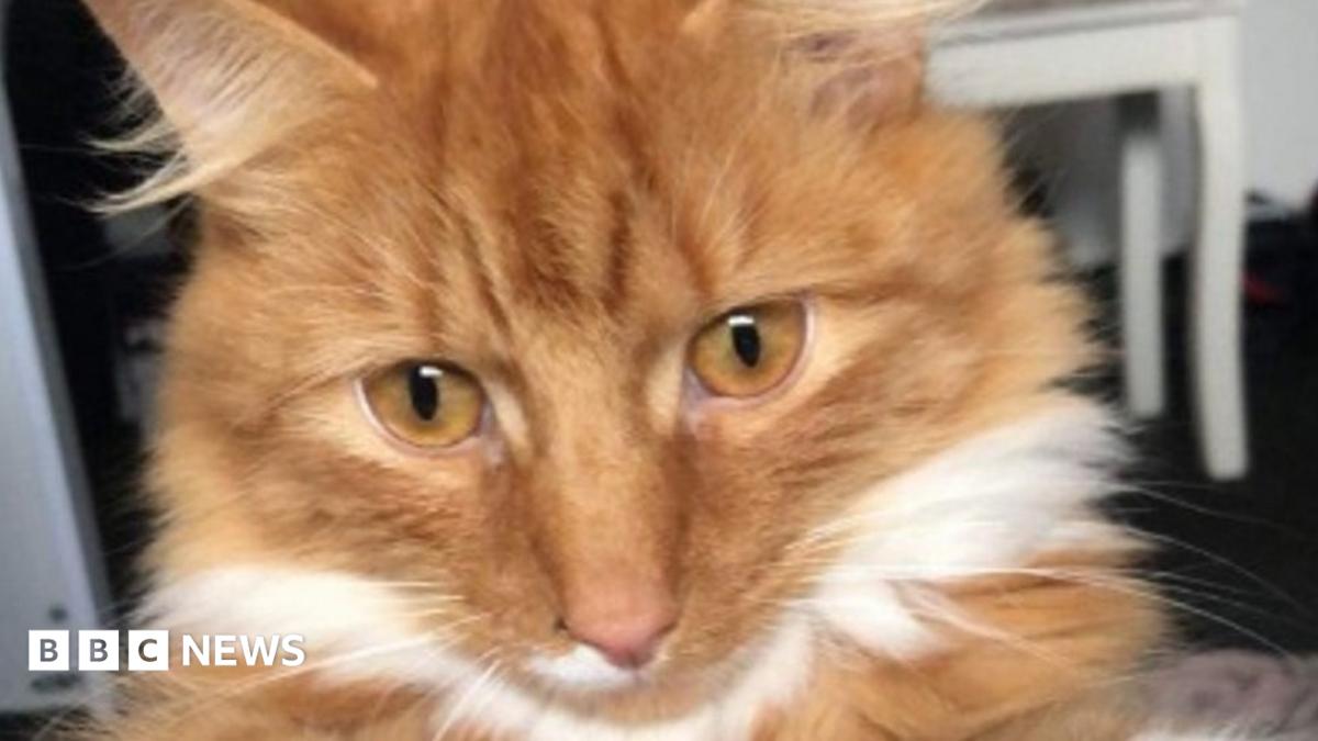 Harrogate family 'deeply distressed' after cat shot dead - BBC News