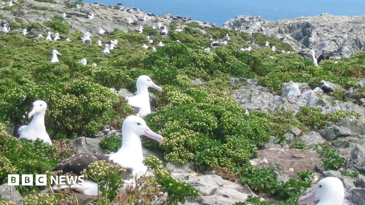 Albatrosses counted from space - BBC News