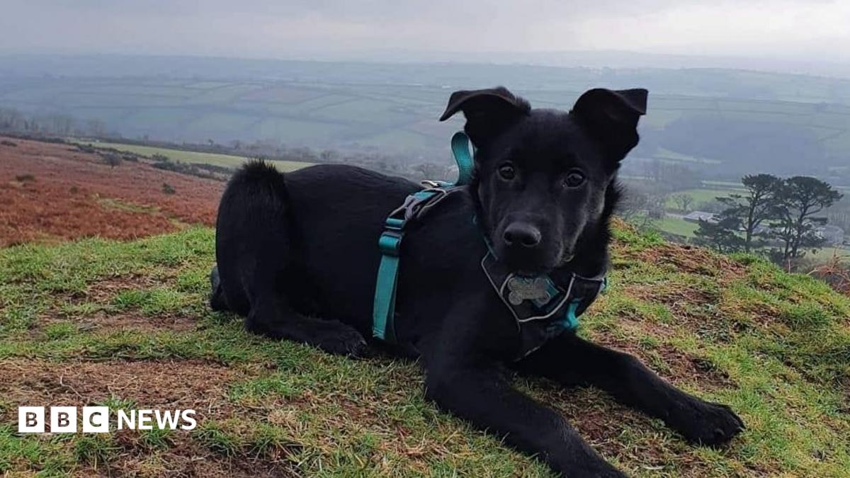 Five-month-old rescue puppy mauled to death by dog in Plymouth - BBC News