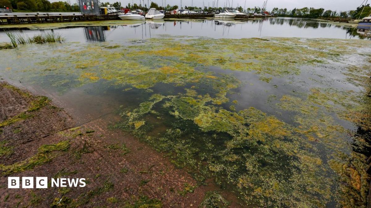 Lough Neagh: Owner of lough bed to meet environment minister - BBC News