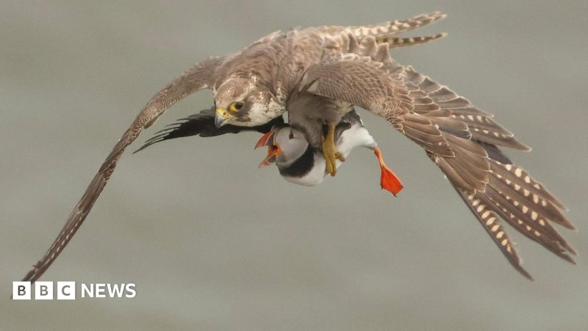 Peregrine falcon snatches puffin at Bempton Cliffs - BBC News