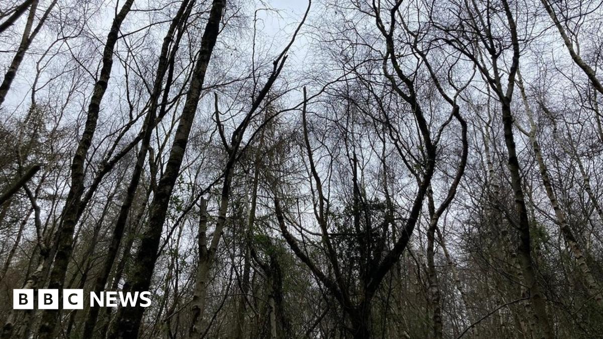 Body in the tree murder explored in BBC Sounds podcast - BBC News