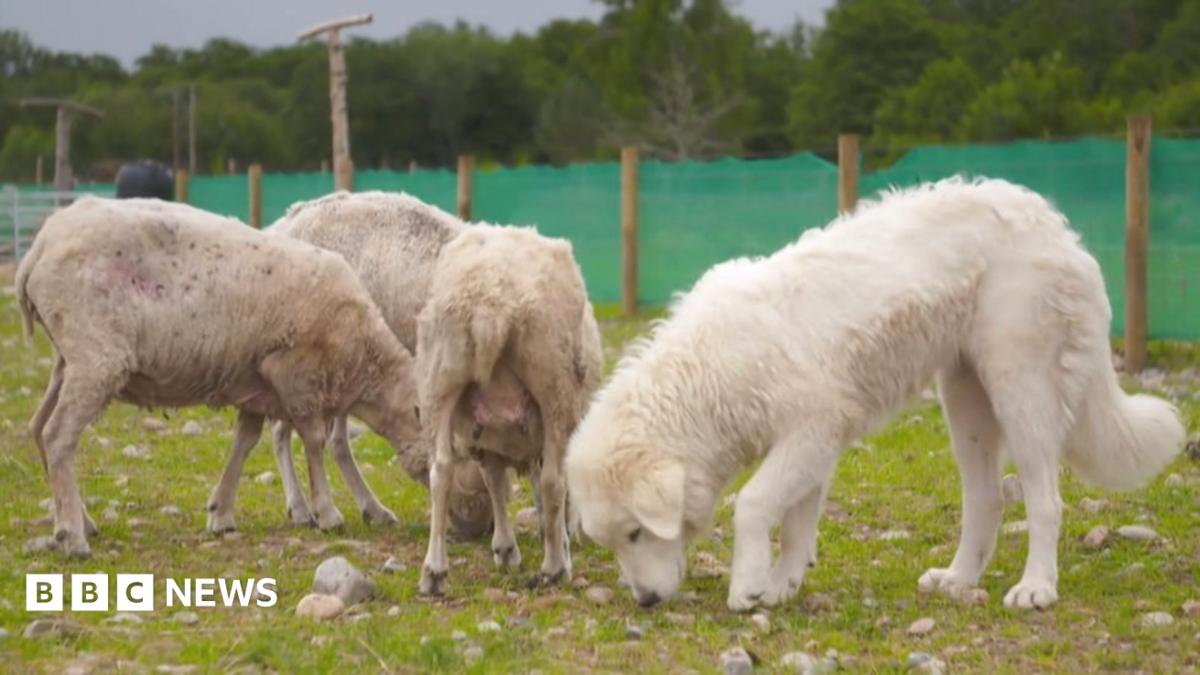 Maremma sheep dogs trained to protect Highland herd from sea eagles ...
