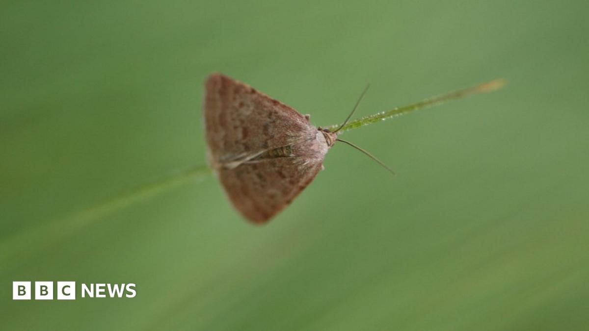 Rare moth found in Isle of Wight sanctuary - BBC News