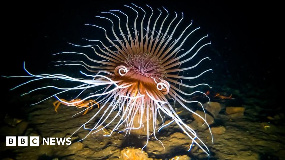 Scuba-diver photographs Scotland's colourful marine life - BBC News