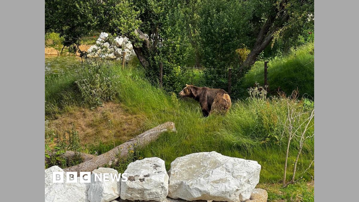 Rescued bear brothers move to new home on Isle of Wight - BBC News
