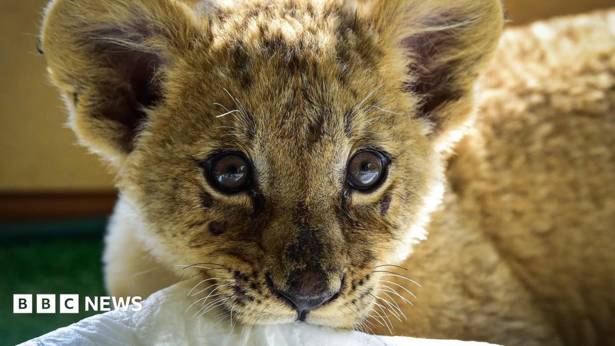 Wildlife trade: Why lion cubs are turning up across Europe - BBC News
