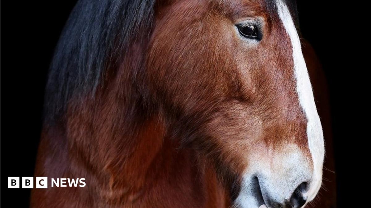National Shire Horse Show returns for first time since 2019 - BBC News