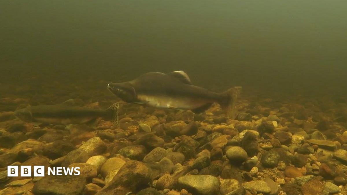 'First film' of invasive salmon spawning in UK waters - BBC News