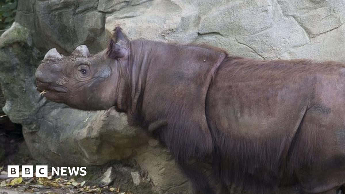 Endangered Sumatran rhino flown from US to Indonesia to mate - BBC News