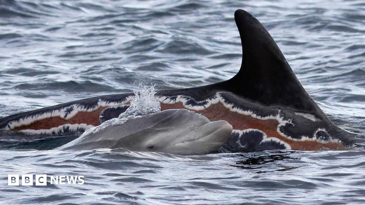 Sunburned dolphin Spirtle shows signs of healing - BBC News