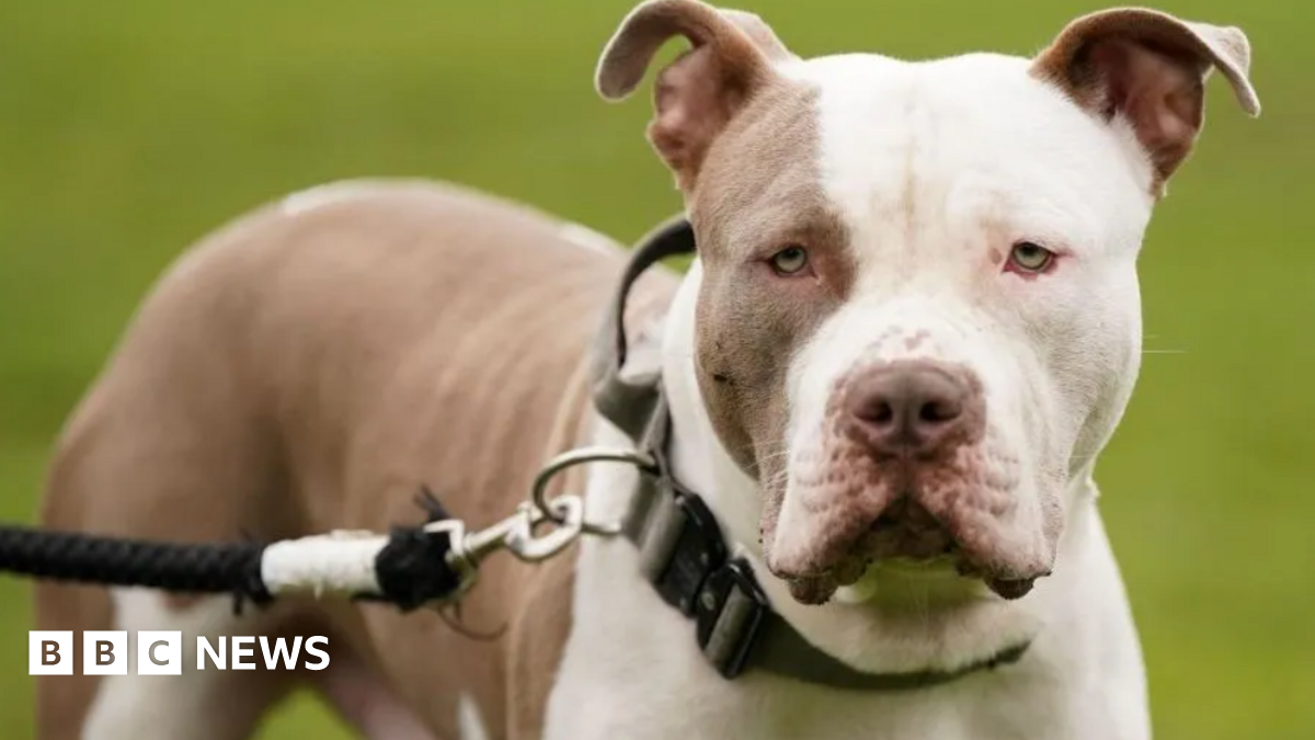 Dog attacks reported to police are at a seven-year high - BBC News