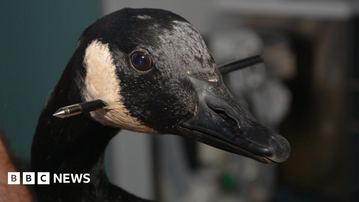 Goose shot through head with crossbow bolt in Birmingham - BBC News