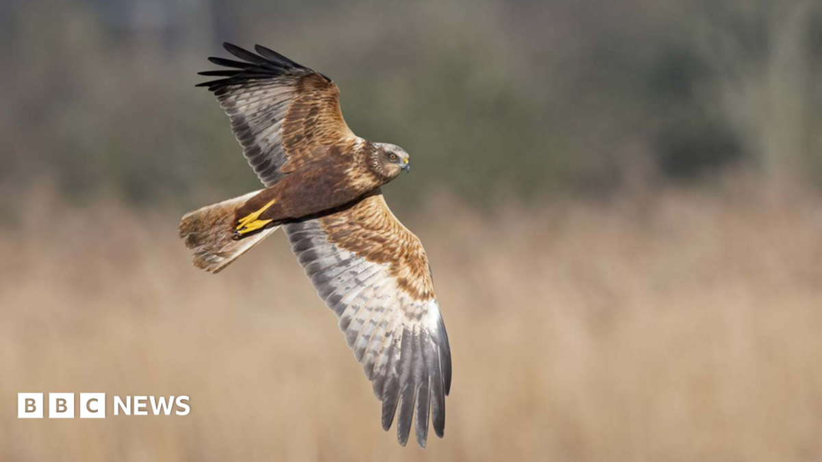 Rare bird of prey breeds at Cornwall reserve - BBC News