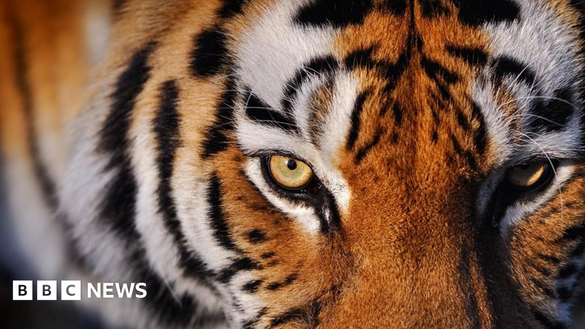 Biodiversity: Almost half of animals in decline, research shows - BBC News