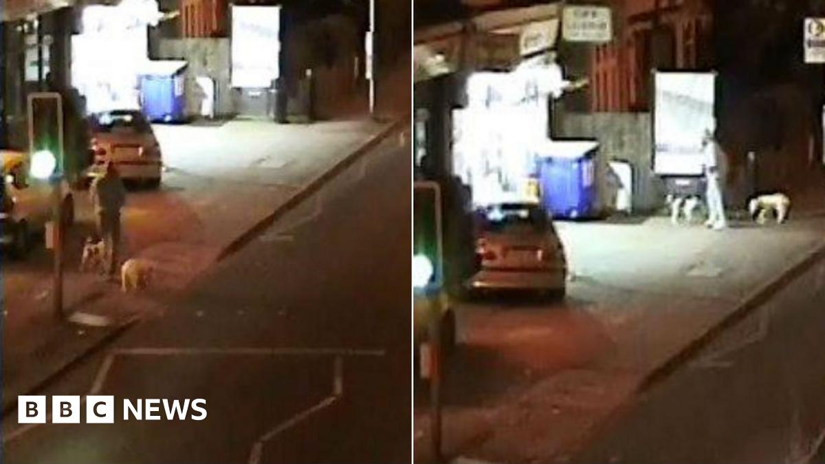 Robyn Mercer death: Police seek dog walker 'witness' - BBC News