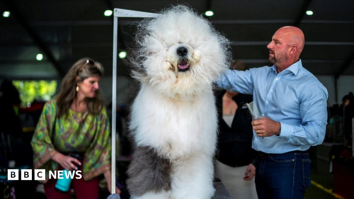 Westminster Dog Show: Top dogs compete for Best in Show - BBC News