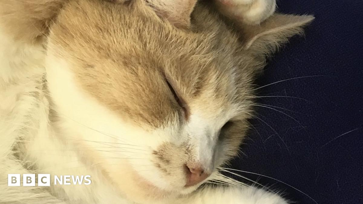 'King of Ruddington' Wilbur the cat stars in charity calendar - BBC News