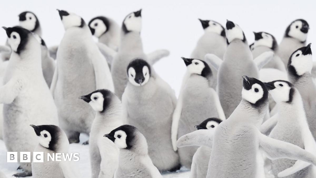 Climate change: Thousands of penguins die in Antarctic ice breakup ...