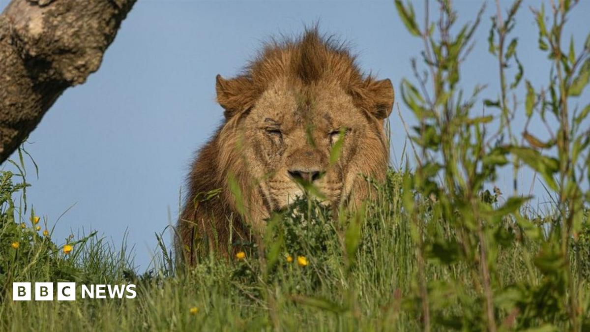Kent animal reserve welcomes new lion - BBC News