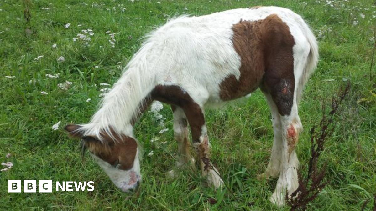 Foal doused in inflammable liquid and set on fire - BBC News