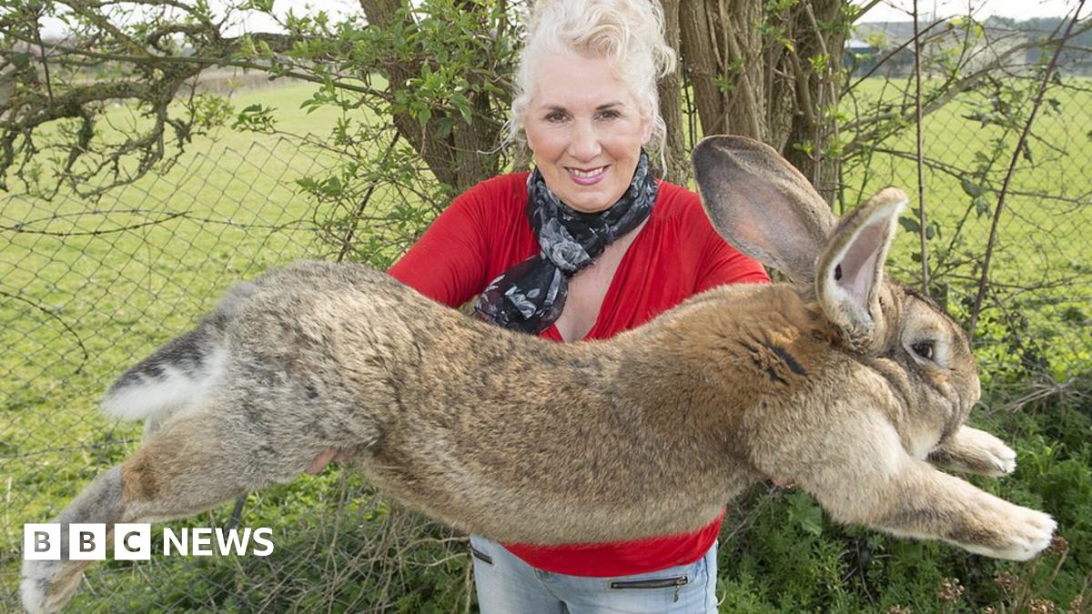 'World's biggest rabbit' stolen from owner's garden - BBC News