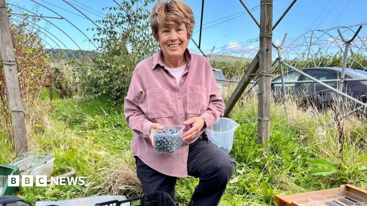 Gleaning - Picking leftover crops for the food bank - BBC News