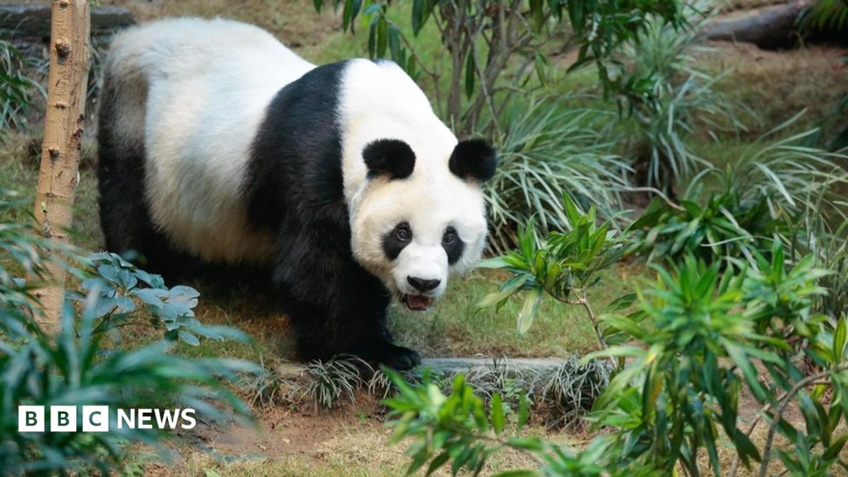 World's oldest male giant panda in captivity dies in Hong Kong zoo ...
