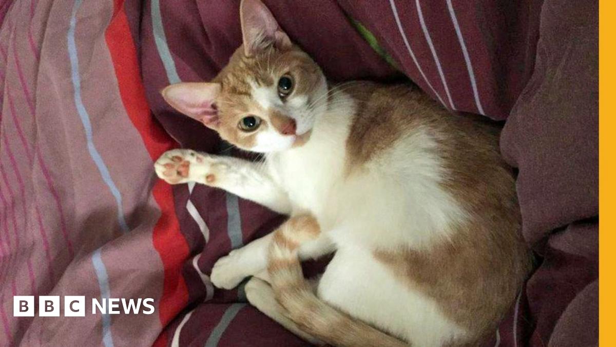 The cat killer stalking suburbia - BBC News
