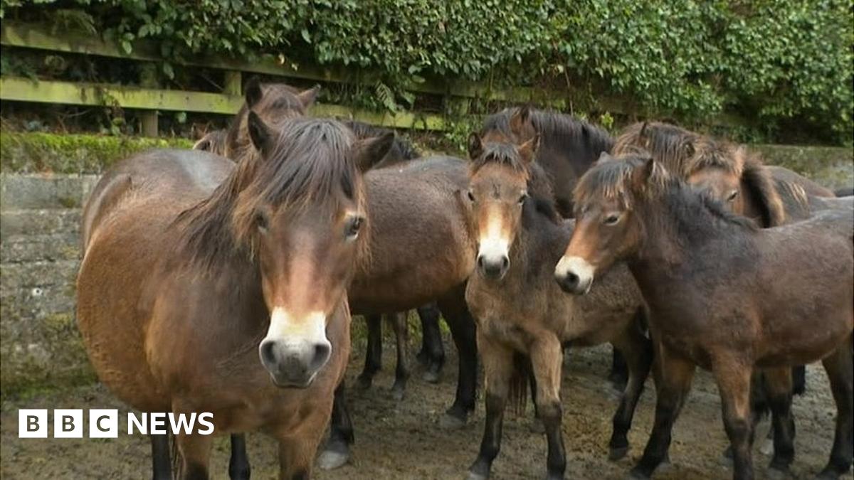 Gene bank project set to 'futureproof' Exmoor ponies - BBC News