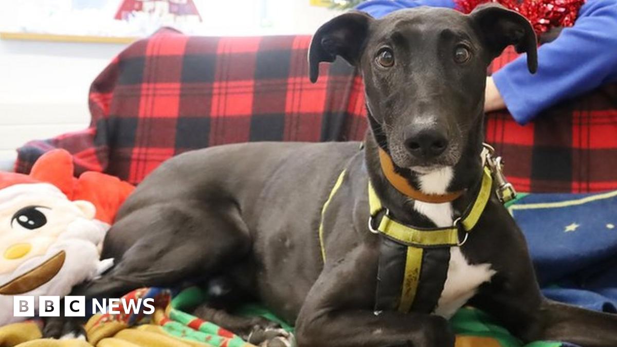 Leeds Dogs Trust 'most overlooked' dog hoping for Christmas miracle ...
