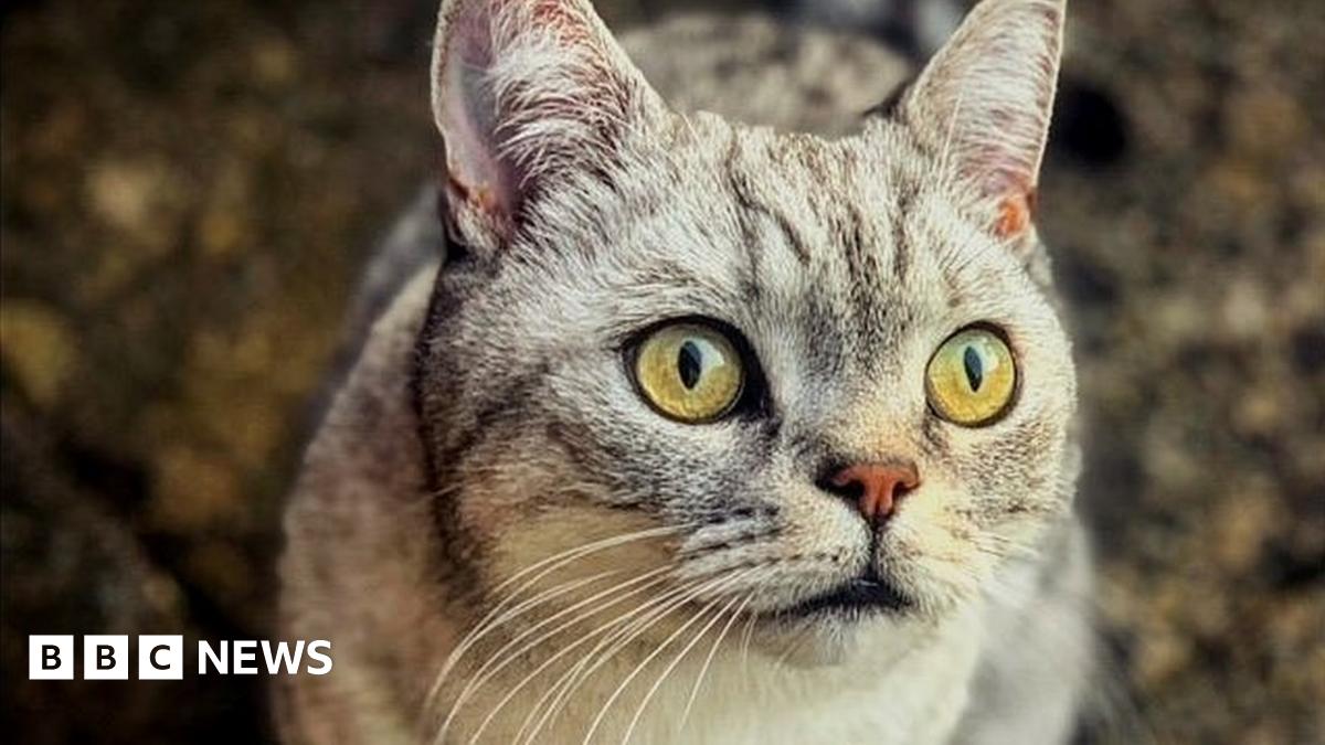 Was I wrong to fall for a cheating cat? - BBC News
