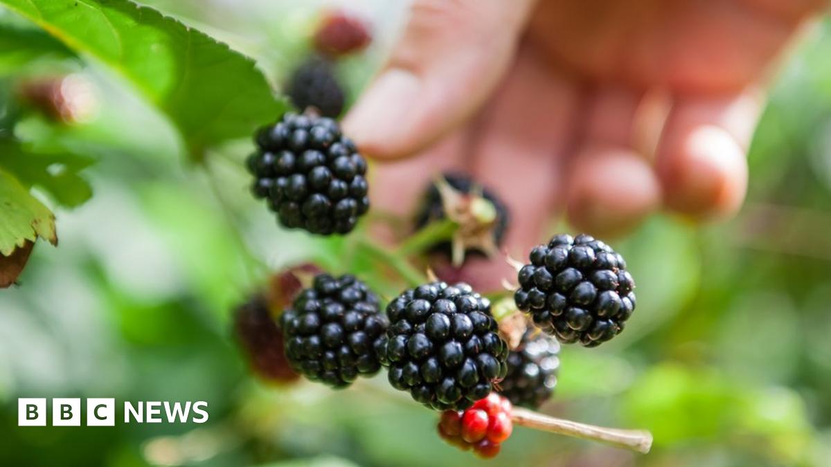 Can you survive on foraged food? - BBC News