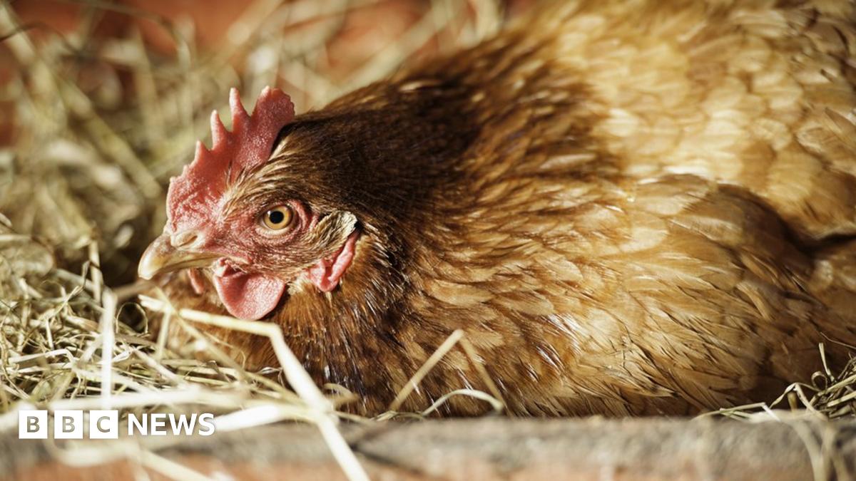 Hutton chicken shed refusal taken to appeal - BBC News