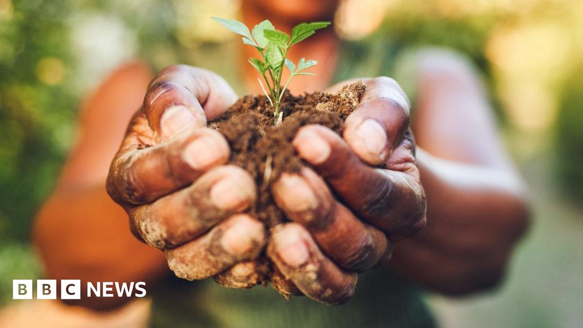 Future foods: What you could be eating by 2050 - BBC News