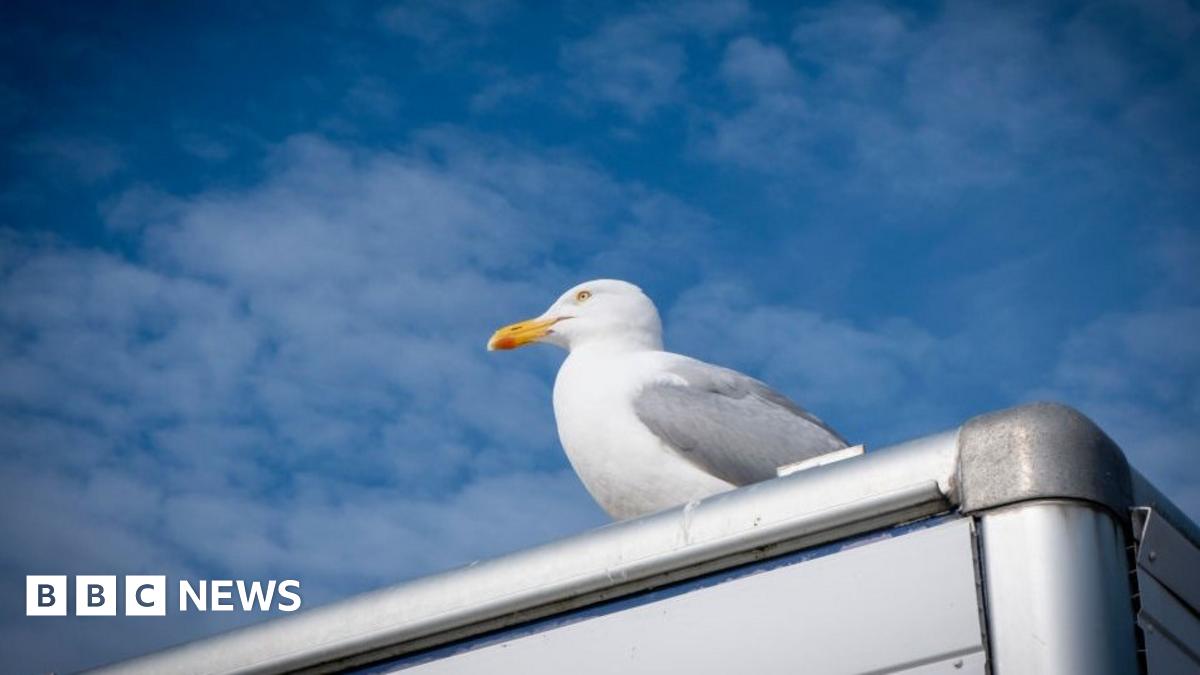 Seaton man killed seagull with hockey stick - BBC News