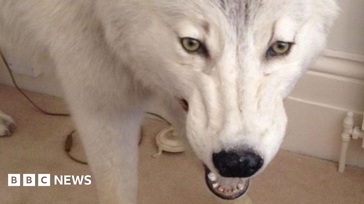 Stuffed wolf stolen from Chelsea flat after Soho night out - BBC News
