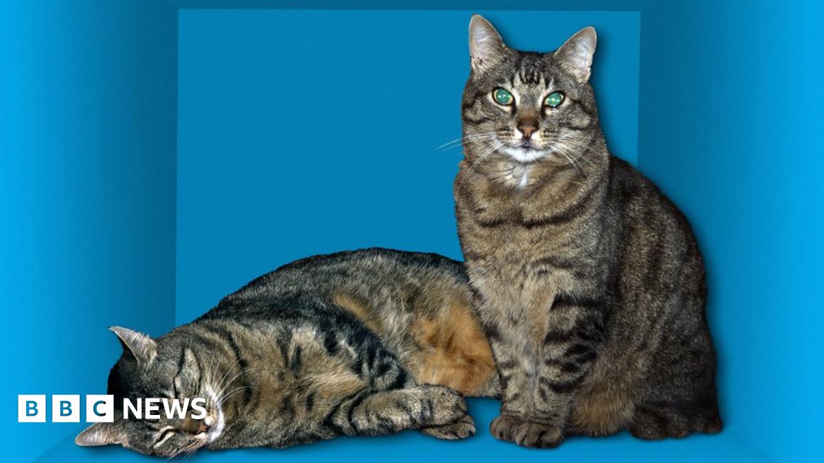 'Dead or alive' cat in physics top 10 - BBC News