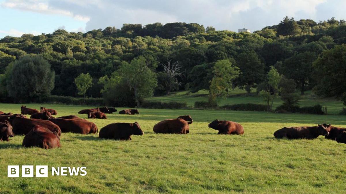 Surrey farmer's appeal after cow deaths linked to dog poo - BBC News