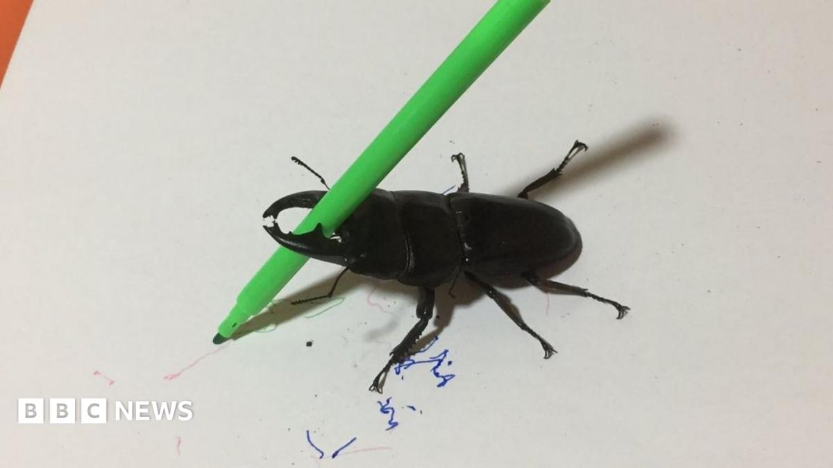 Beetle art: 'Sweet and curious' drawing beetle wins hearts online - BBC ...