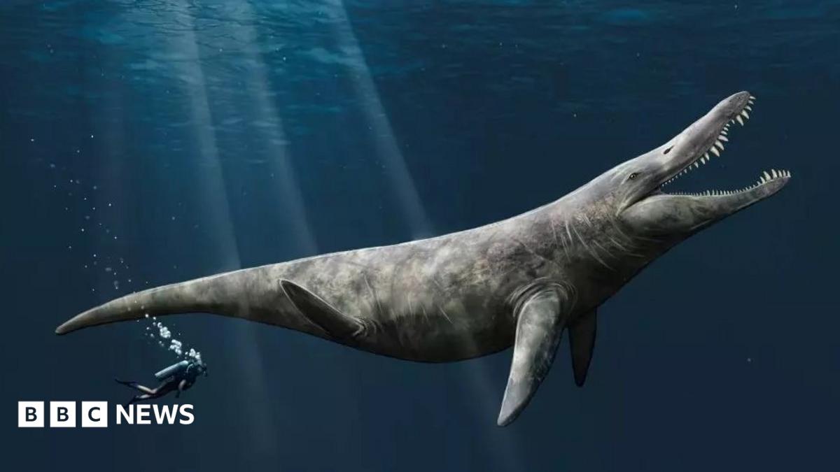 Bones of Jurassic pliosaur found in Abingdon museum drawer - BBC News